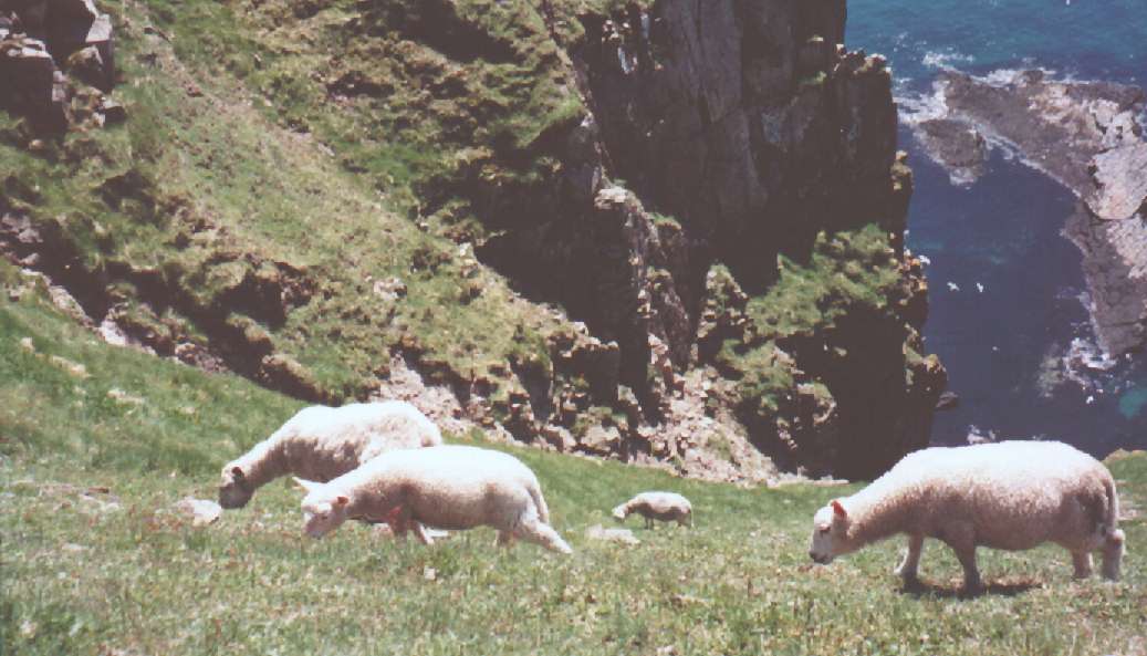 John's Newfoundland Photo Gallery